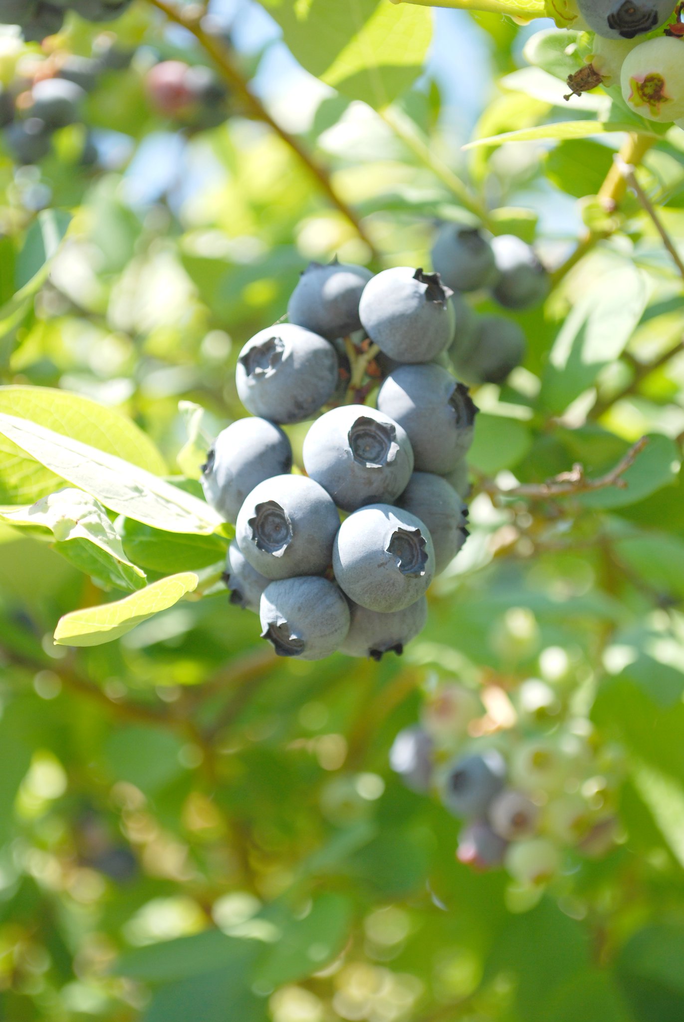 Bybee Farms - Fun Stuff WA